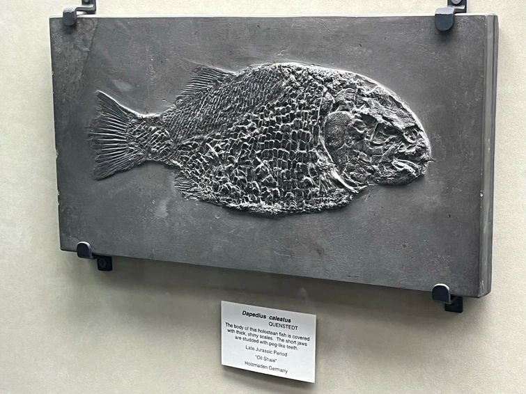 DankTorvosaurus museum blog post | Fandom