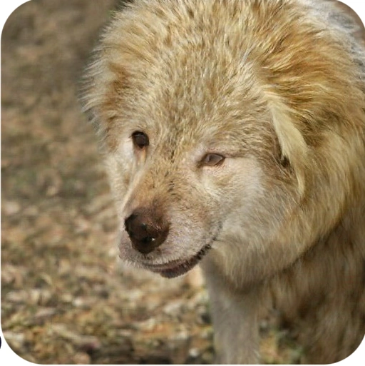 artbreeder made cujo..... | Fandom