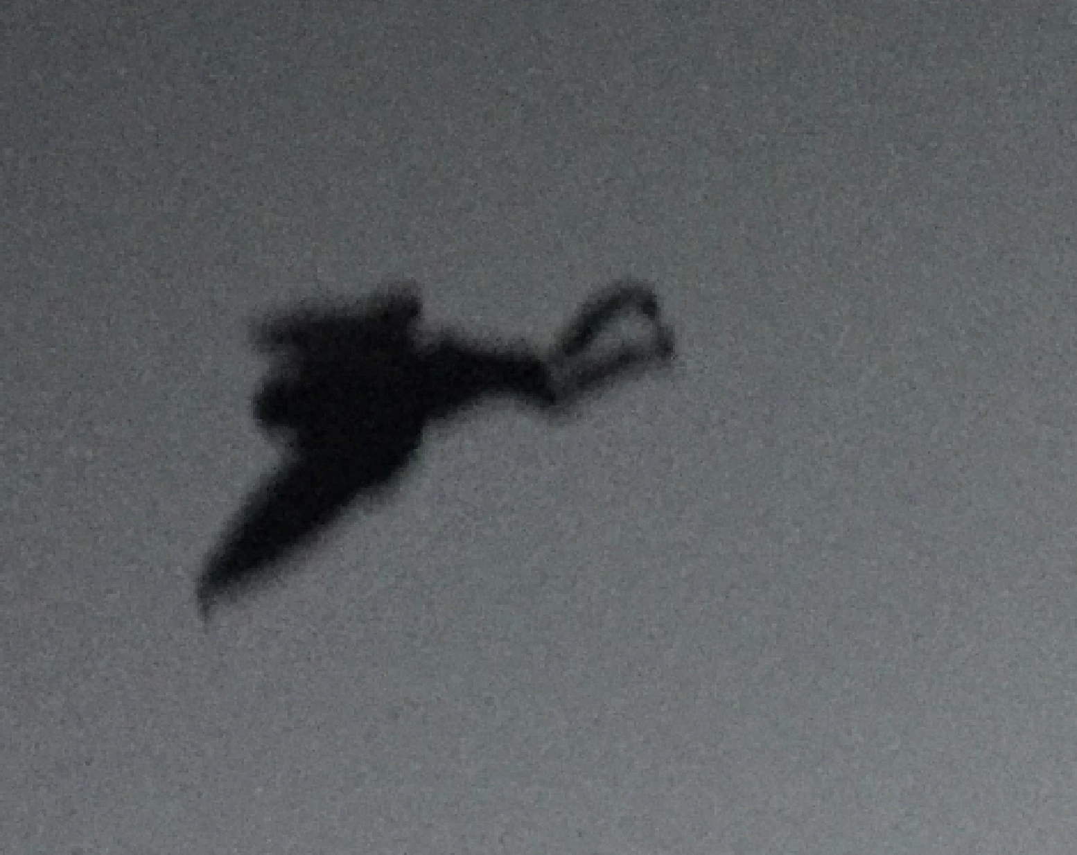 Possible Mothman Sighting? | Fandom