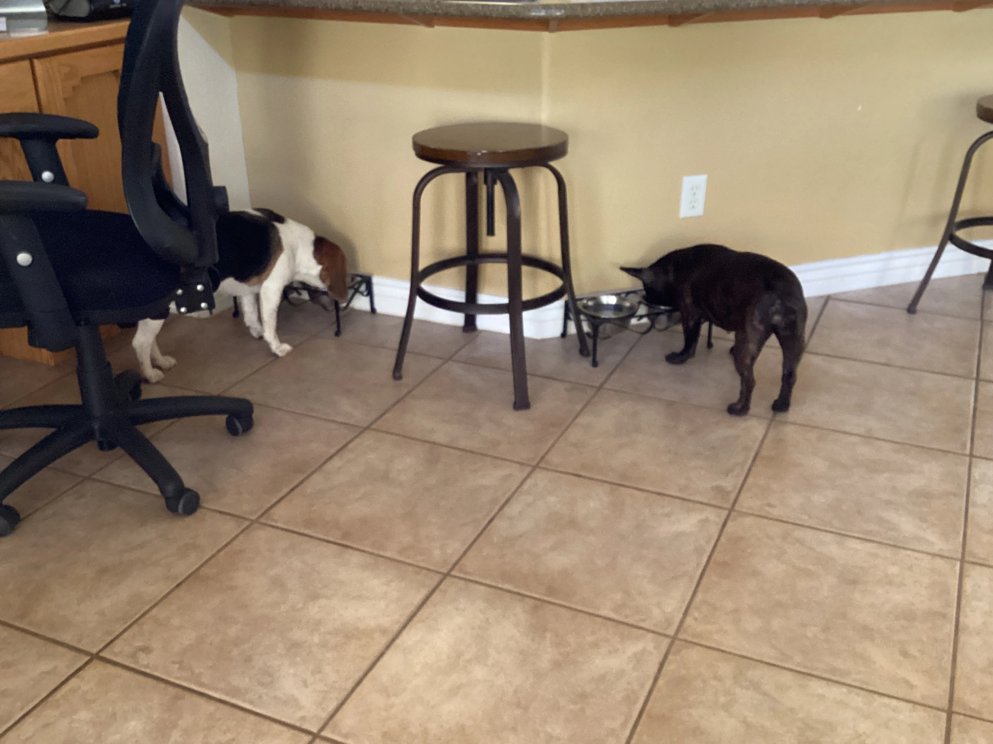 They eating rn | Fandom