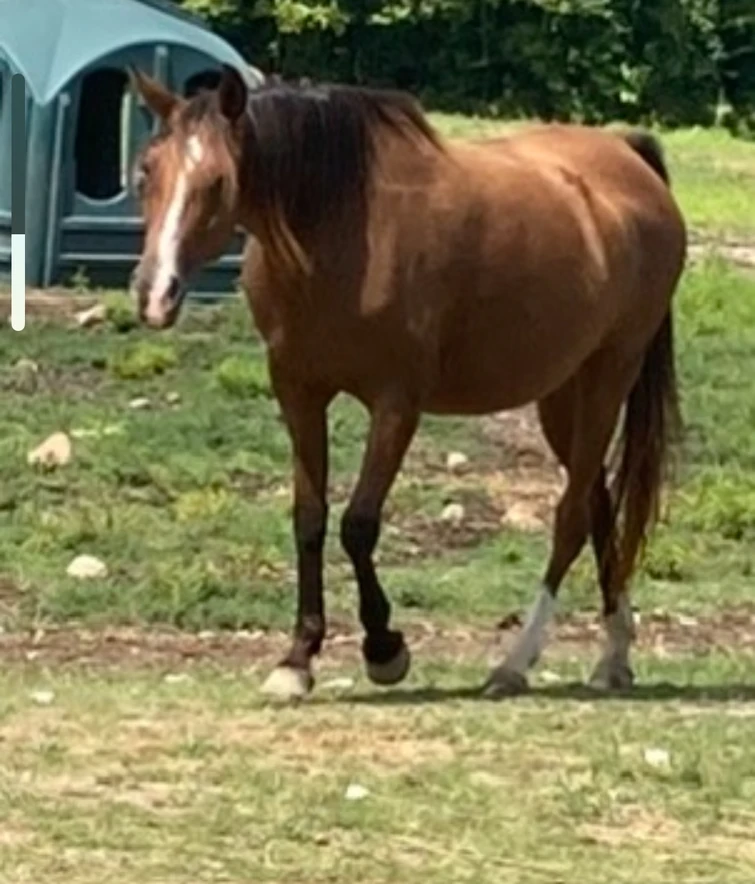 irl horses | Fandom