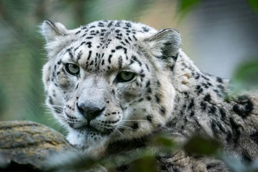 What do YOU think is the world's most FEROCIOUS apex predator? | Fandom