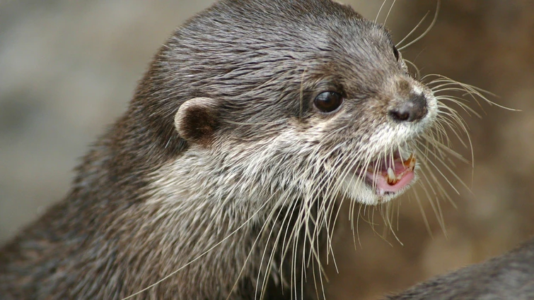 Whats ya Fave Animals | Fandom