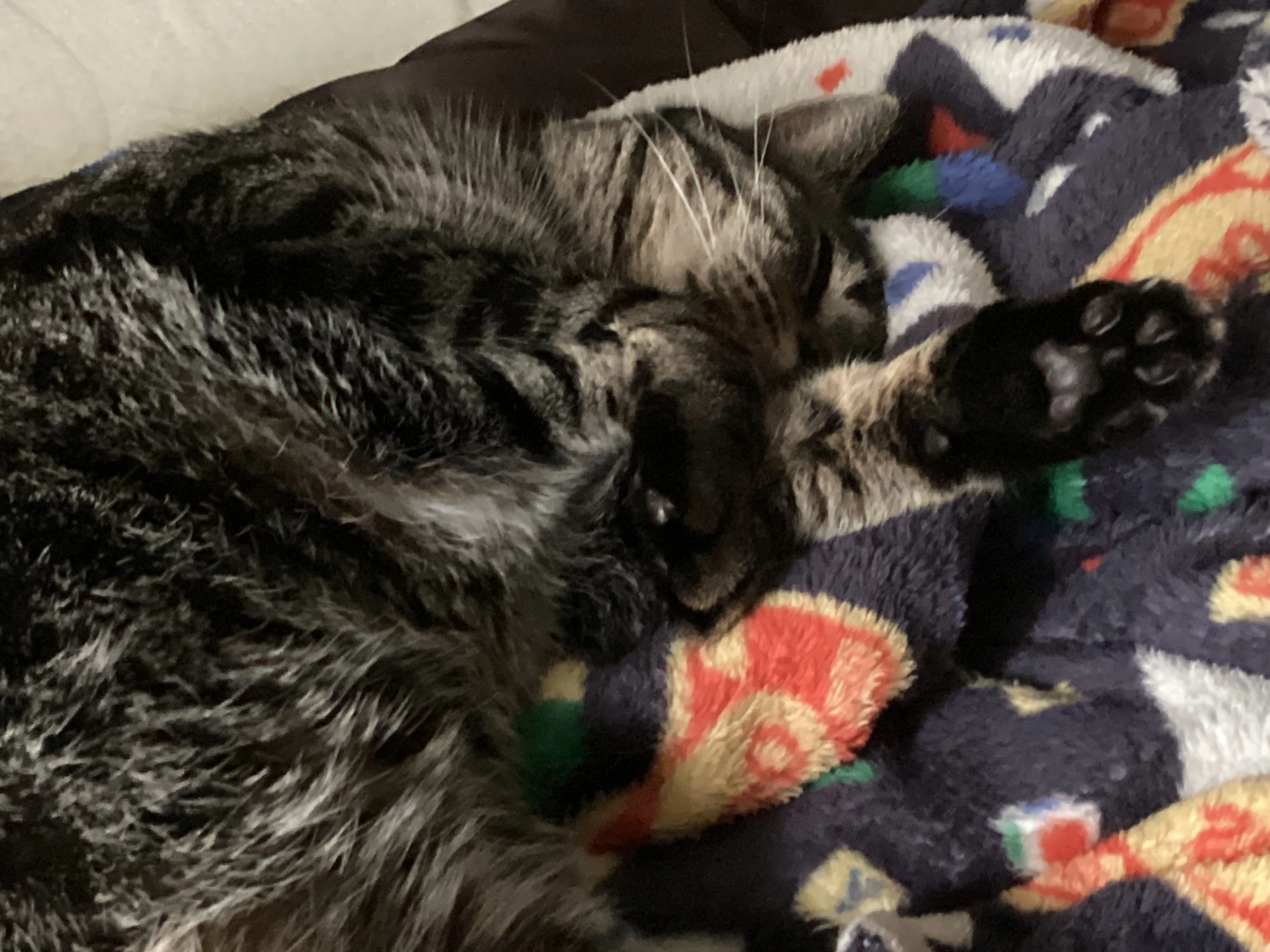 No thoughts, Only cat | Fandom