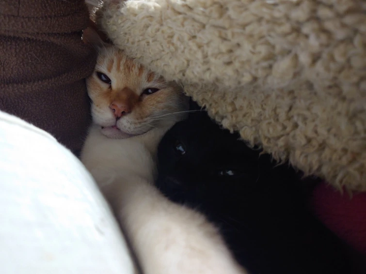 what up cuh | Fandom