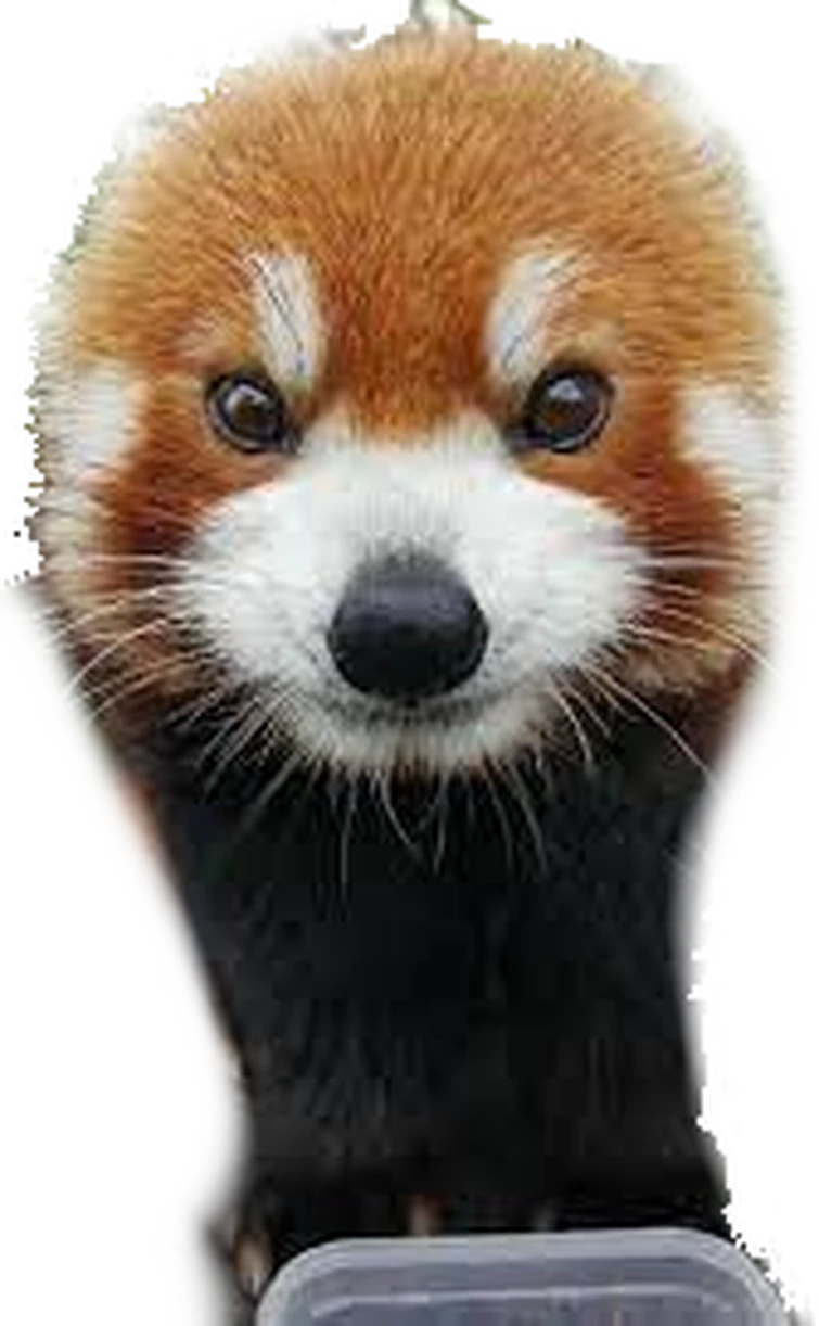 re introduction | Fandom