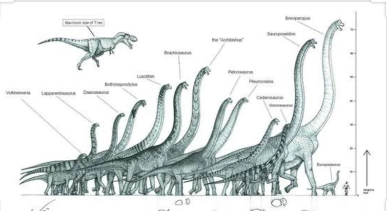Dinosaur Size Comparison Chart