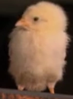 bebe chick | Fandom
