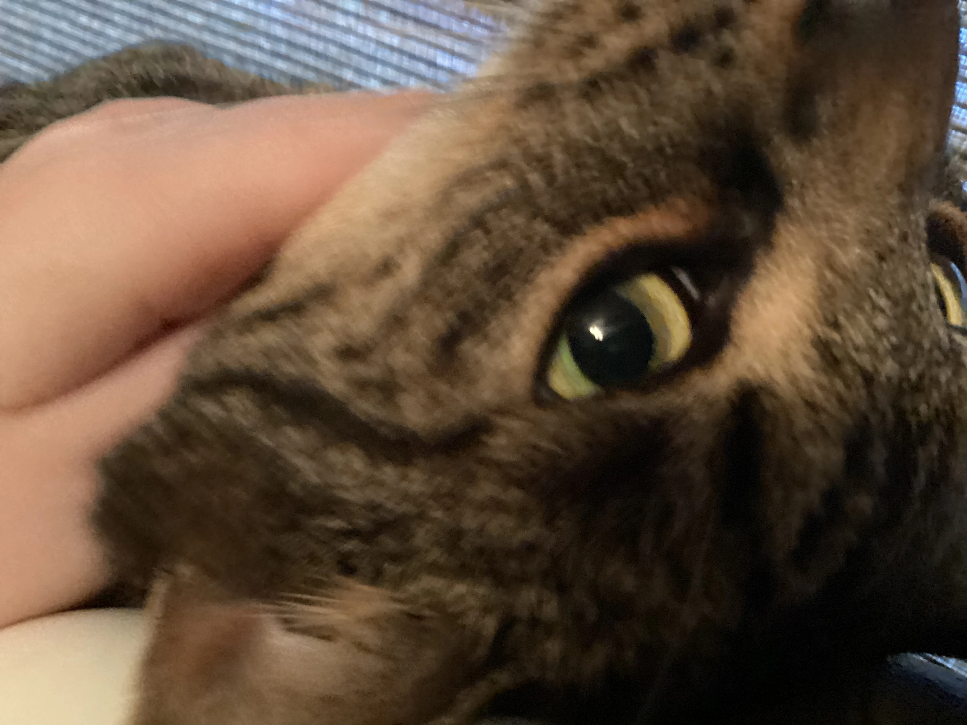 Who do u think I kin | Fandom