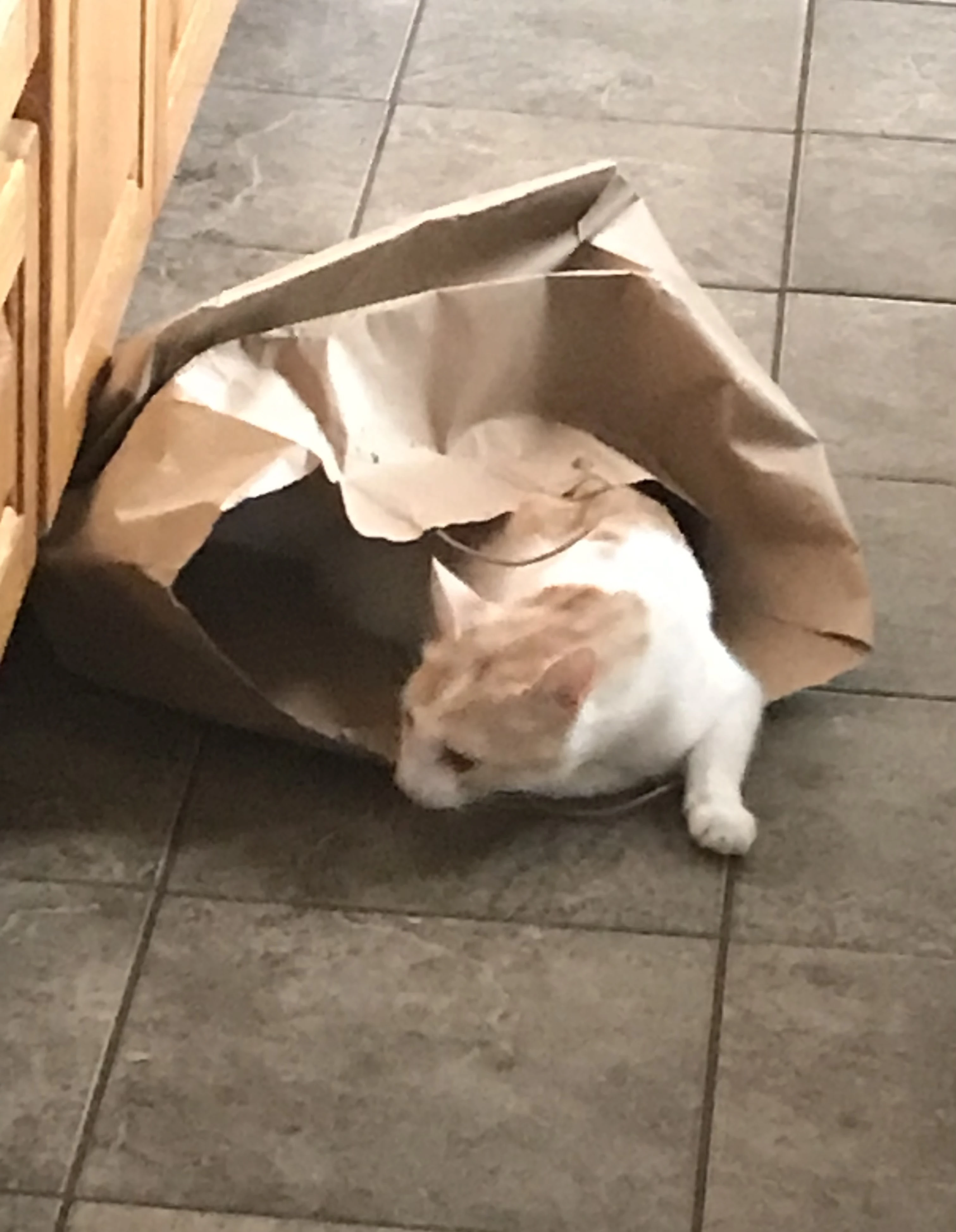 Daily Cat Image #495 | Fandom