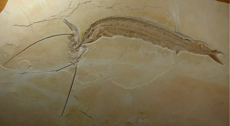 It's fish-eat-pterosaur-eat-fish world | Fandom