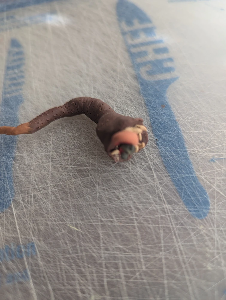 Fully Grown Sucker Worm | Fandom