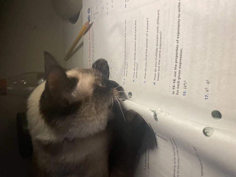 MY LITTLE PSPSPSPSPS | Fandom