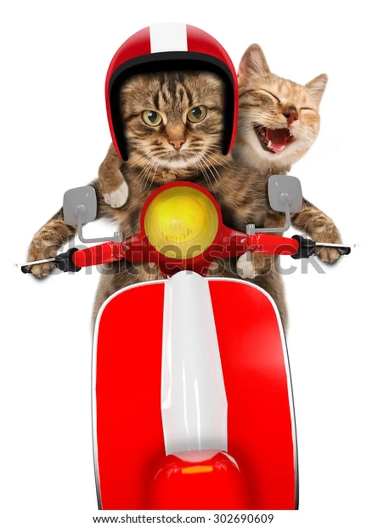 I googled two cats being funny and uh | Fandom