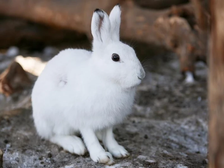 A pet rabbit named Daifuku appears in Wonderful Precure. So let me ...