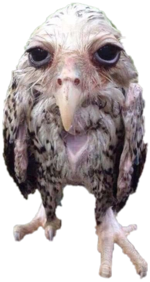 wet owl | Fandom