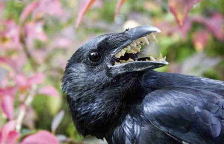 Discuss Everything About Inheriwiki | Fandom