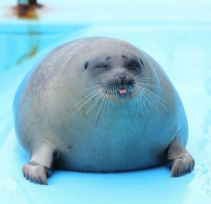 Selling shimmer mufo & somnia | Fandom