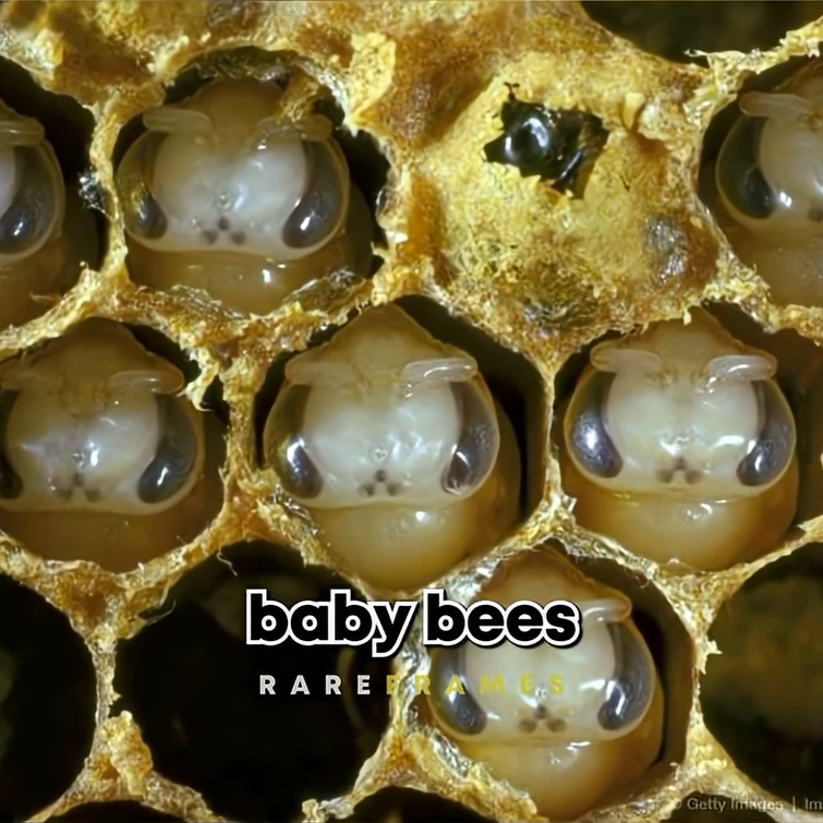 (repost) awww look at the cute baby bees | Fandom