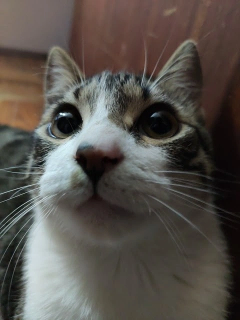 ah! so sorry! (cat) | Fandom