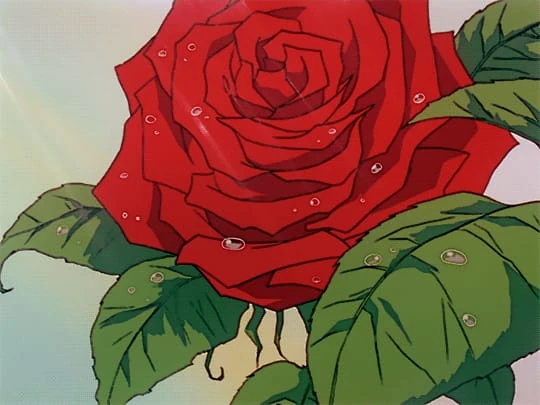 What Rose Color do you have? | Fandom