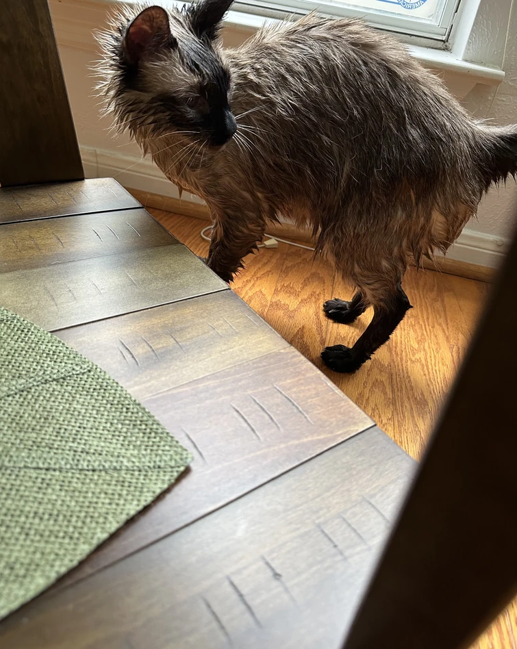 This felinor was not having it | Fandom