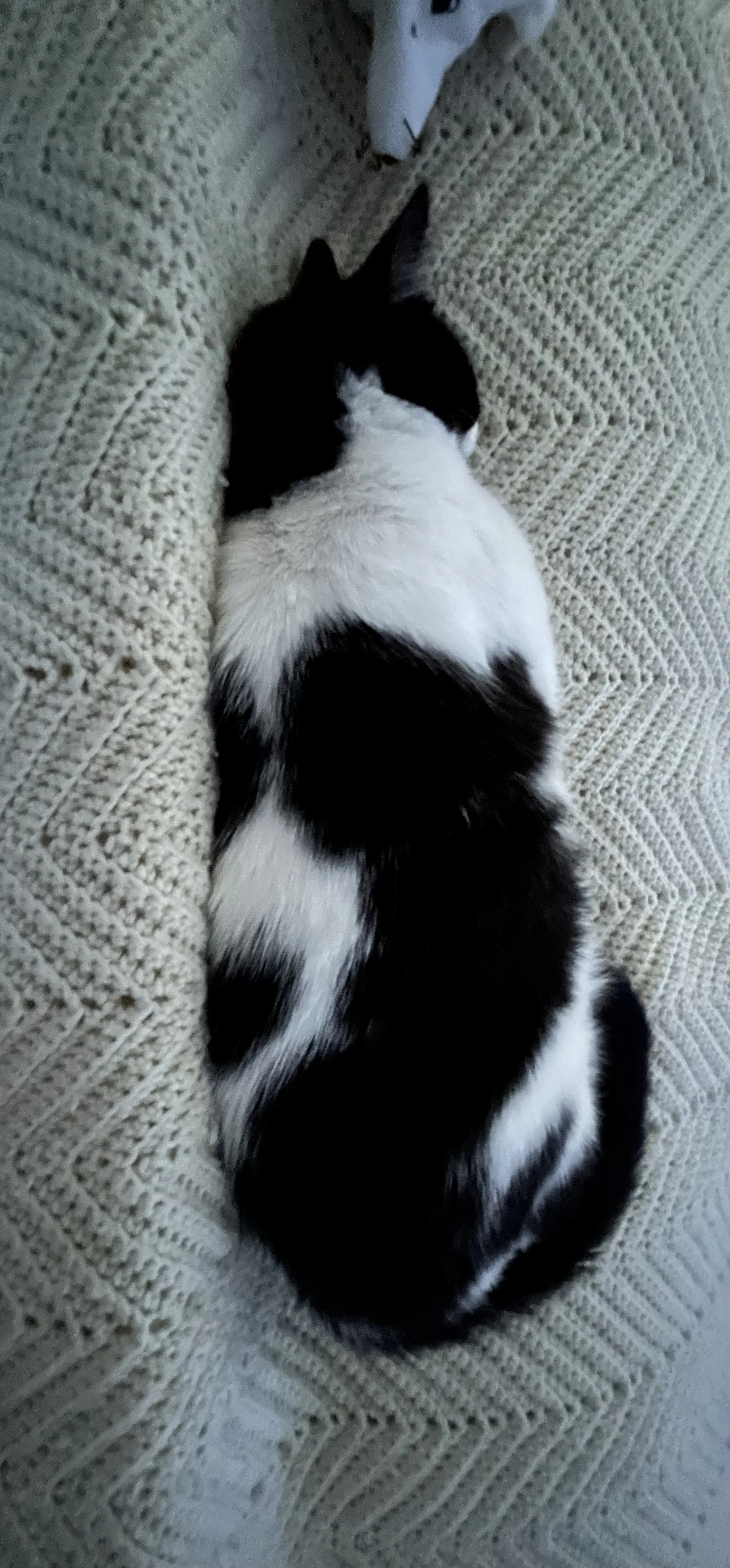 SAUSAGE CAT!11!11!!1!1!!1 | Fandom