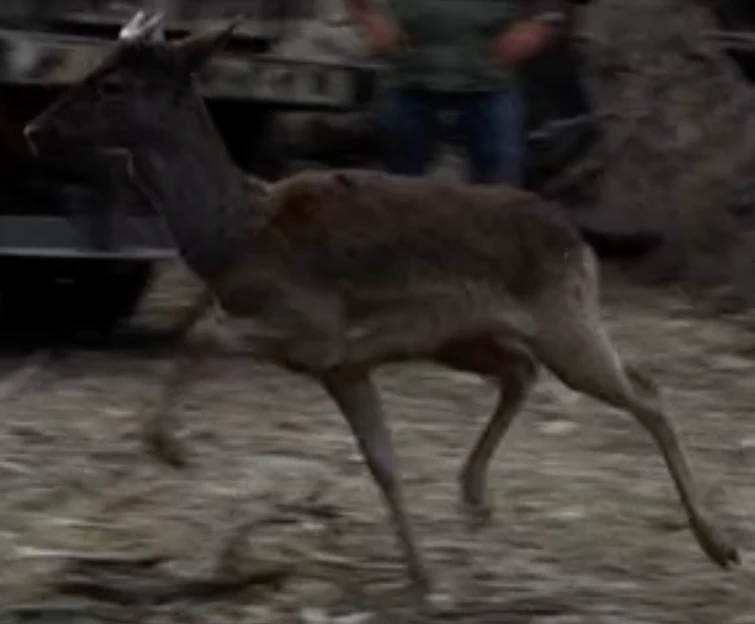 Discuss Everything About Wildlife Animal Pedia Wiki | Fandom