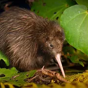 Kiwi | 99 Nights in the Forest Wiki | Fandom