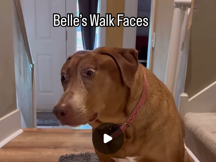 Belle the dog is still alive guys be happy | Fandom