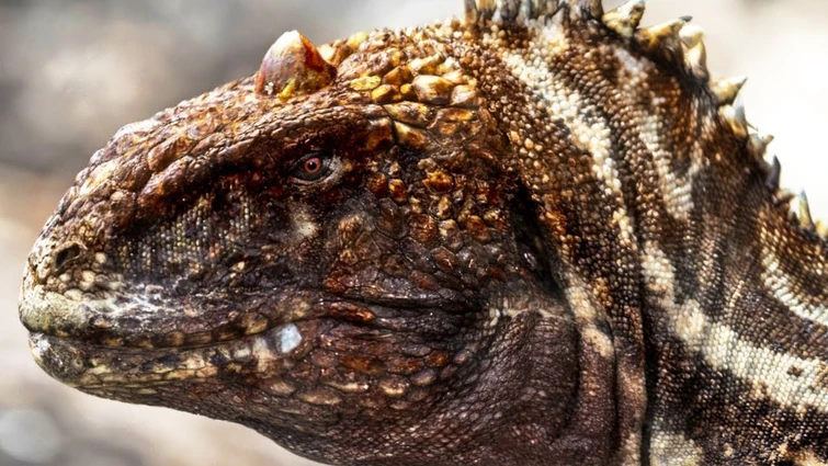 Majungasaurus | Fandom