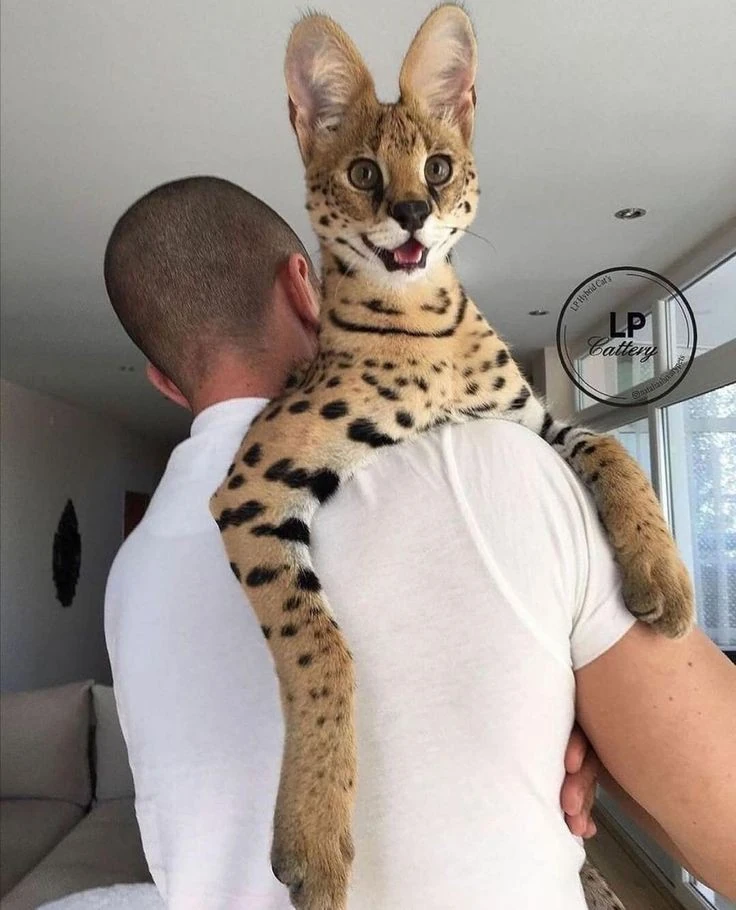 Cat #2 | Fandom