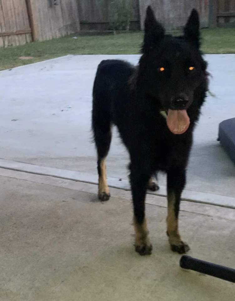 Seeing offers for 11k | Fandom