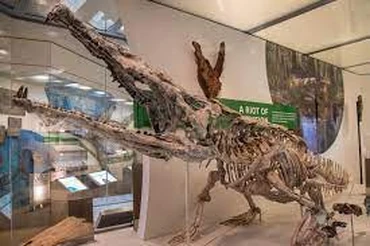 Discuss Everything About Dinopedia | Fandom