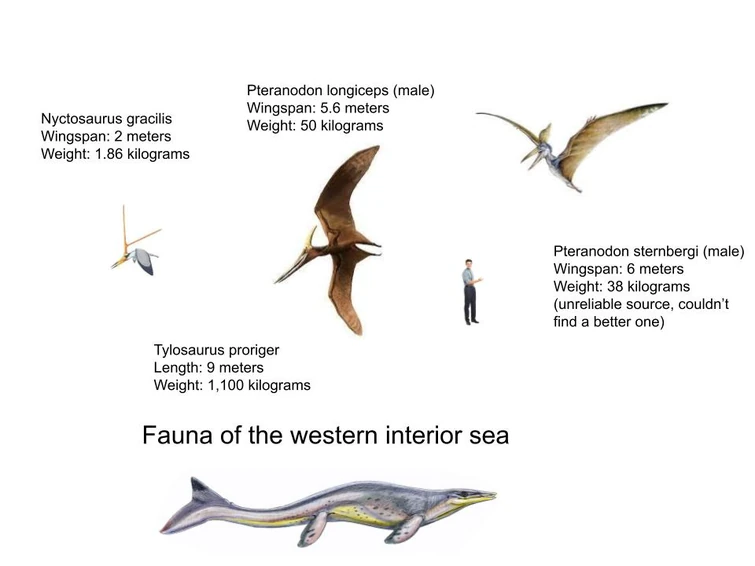 more size comparisons | Fandom