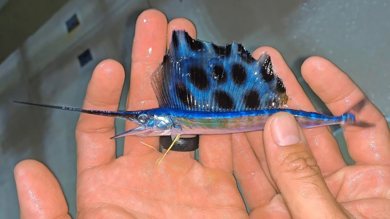 BABY SAILFISH | Fandom