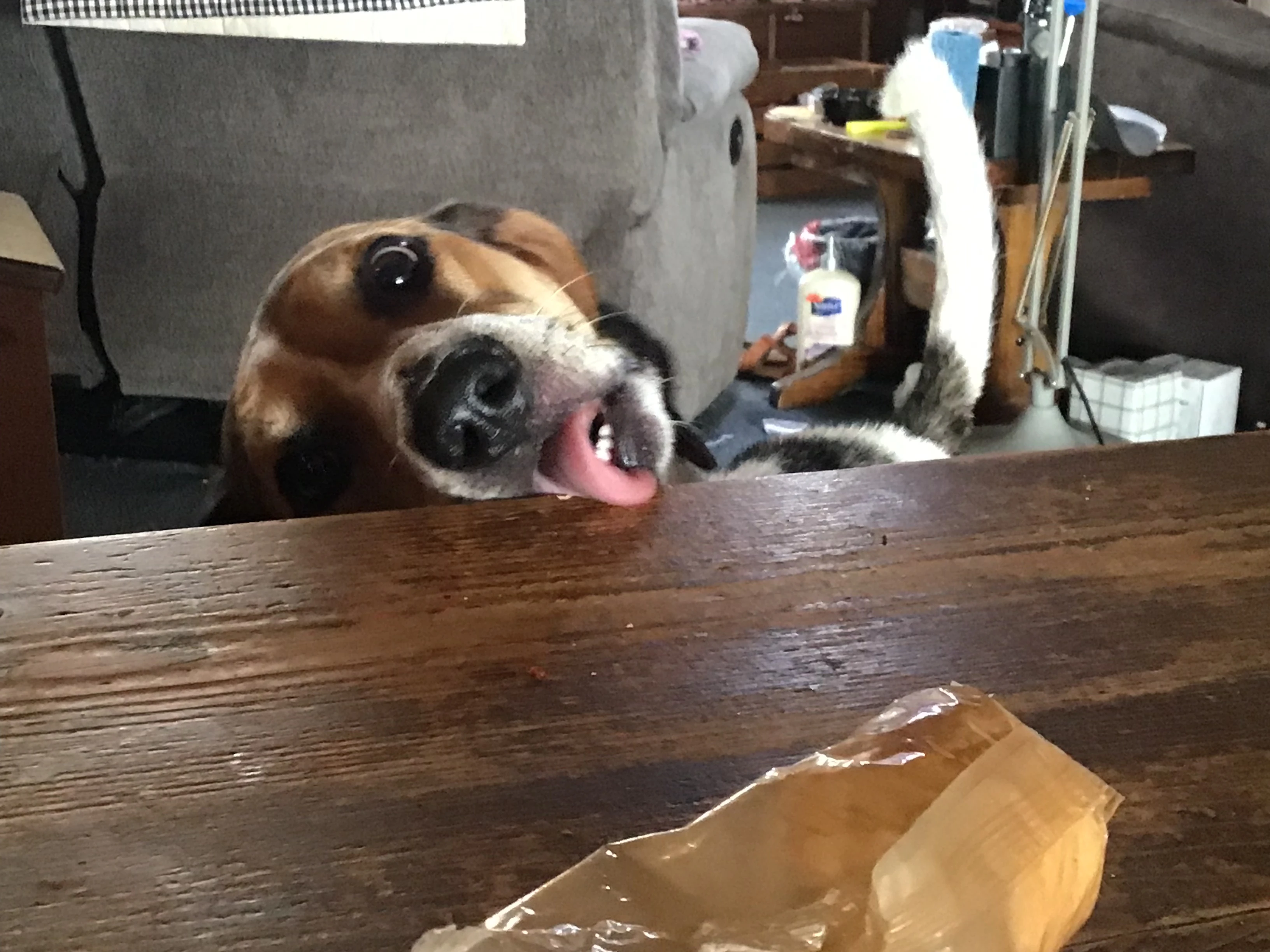 This is my dog | Fandom