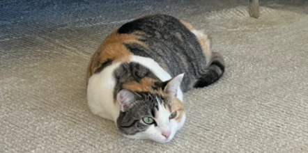 Daily Cat Image #618 | Fandom