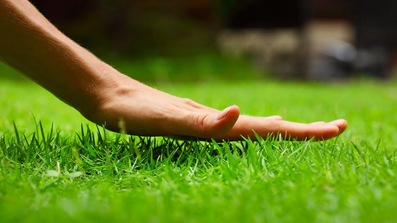 Learn how to touch grass with this video! | Fandom