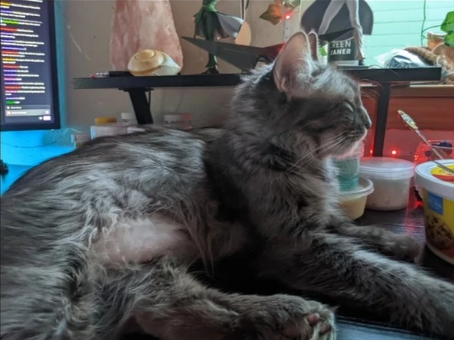 Naut's cat | Fandom