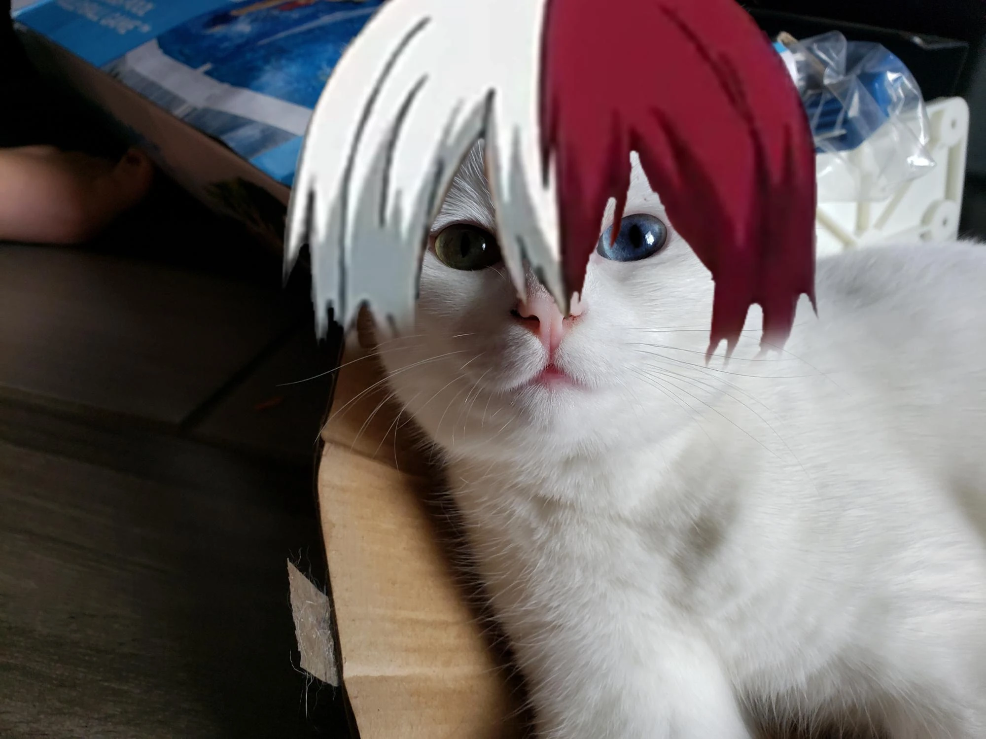 My cats as todoroki and deku | Fandom