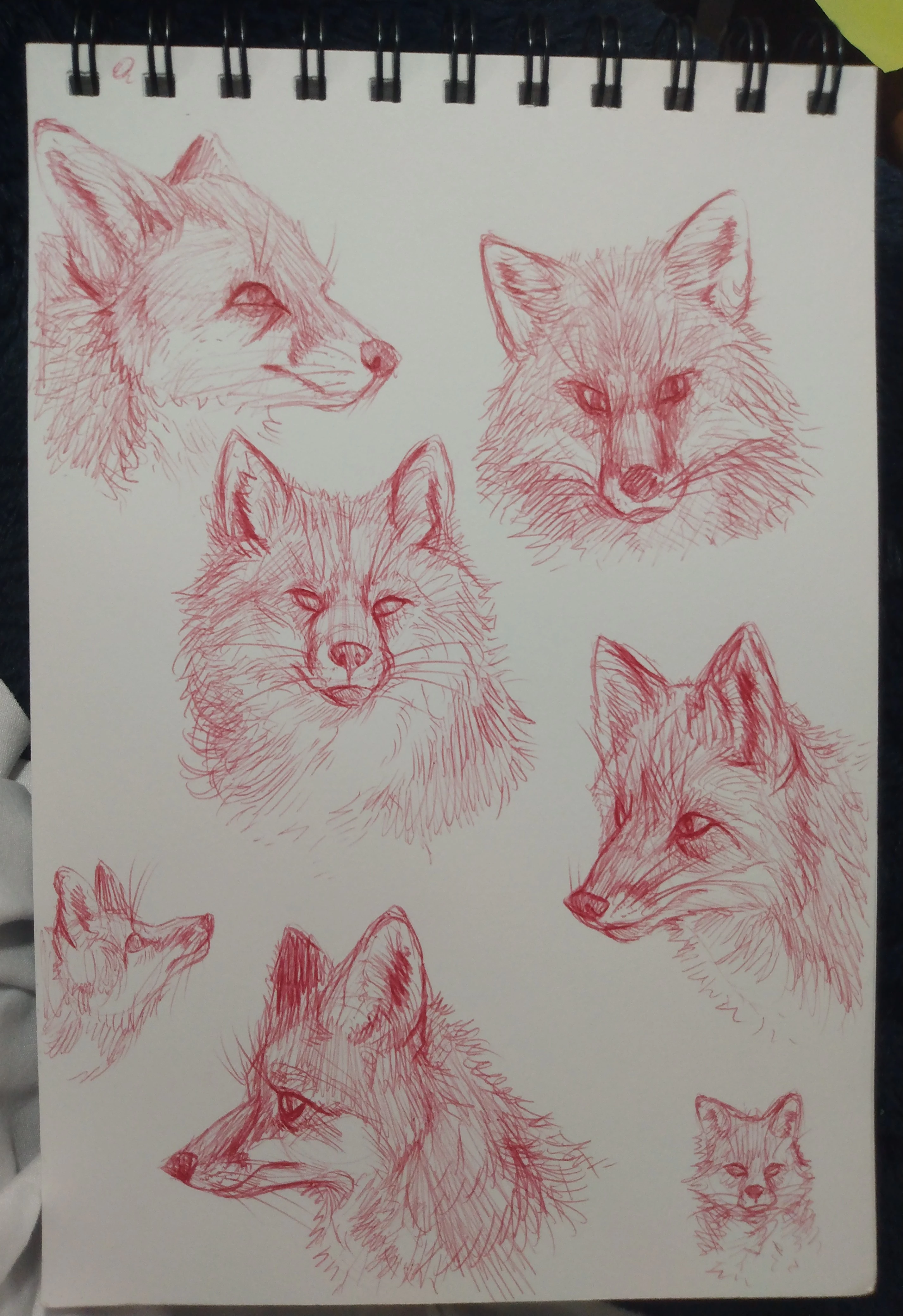 fox head studies | Fandom