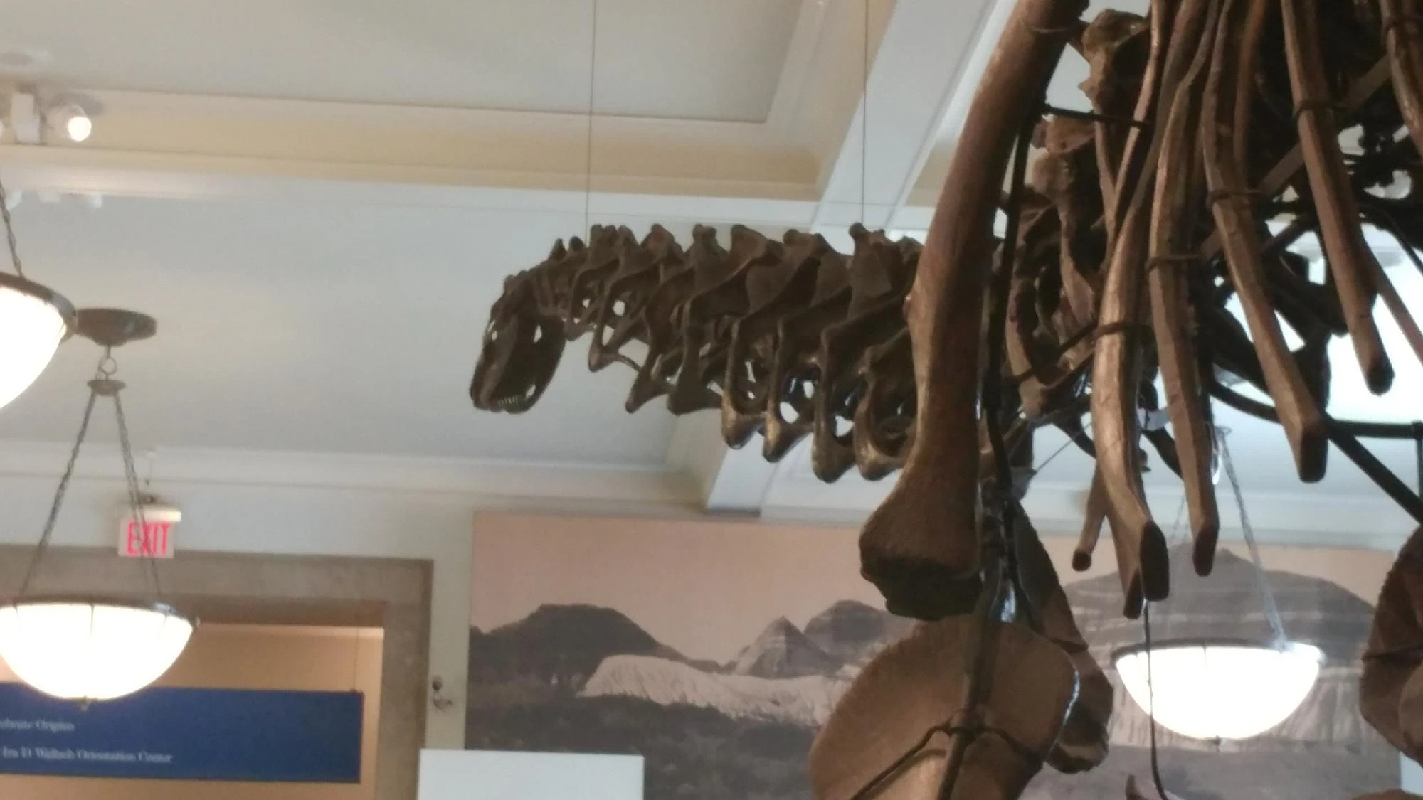 Who still believes Brontosaurus never existed? | Fandom