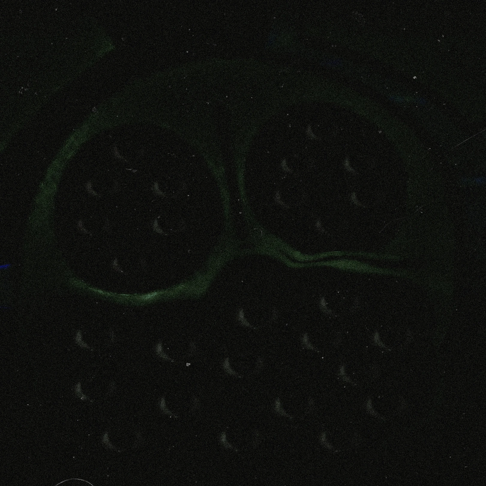 Random phase | Fandom