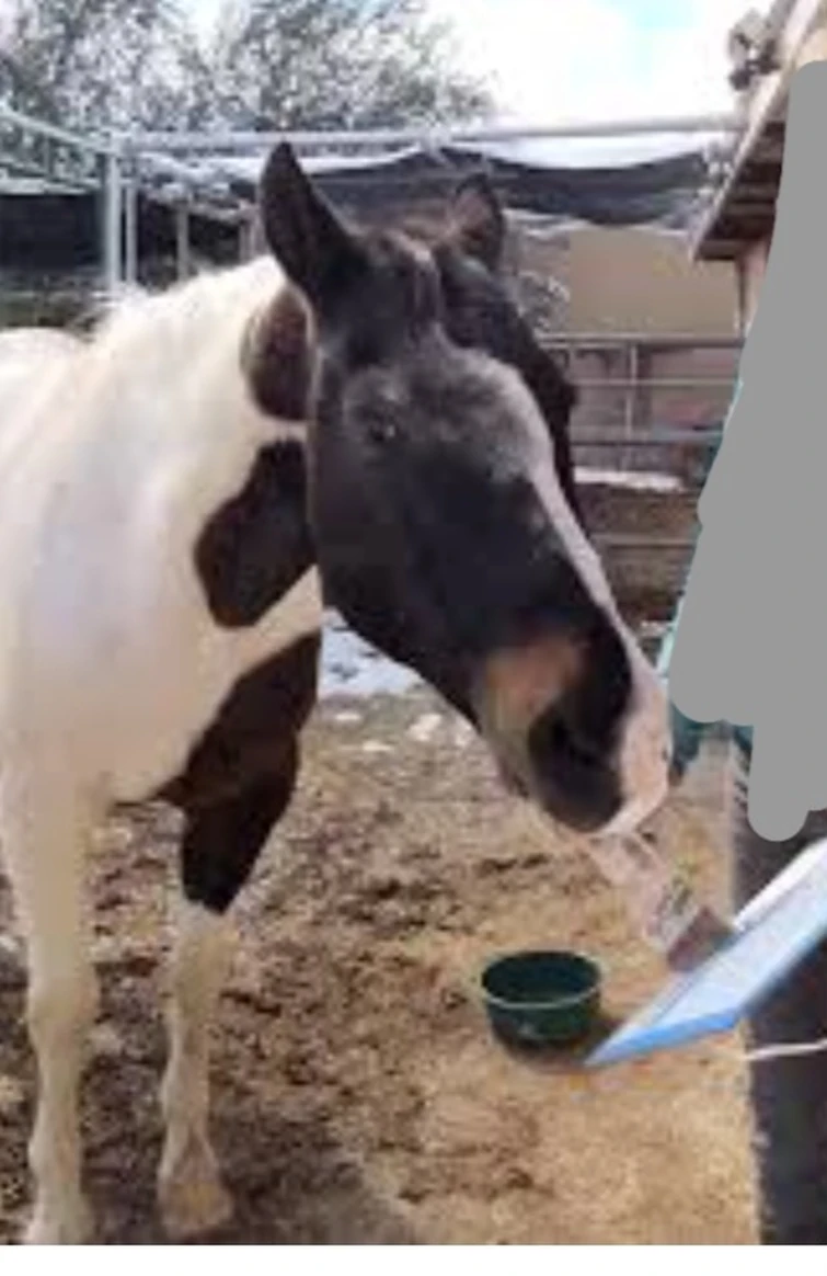 Thorough-bread | Fandom