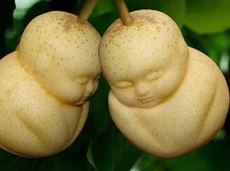 Real life buddha fruits | Fandom