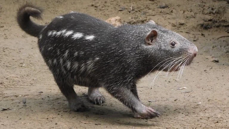 Guys, I know what animal Nedzu might be. | Fandom