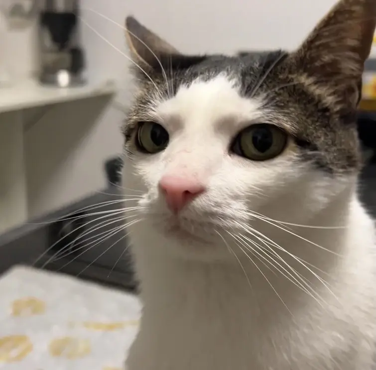 This image I found on twitter | Fandom