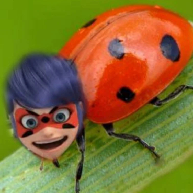 POV: Miraculous in a nutshell | Fandom