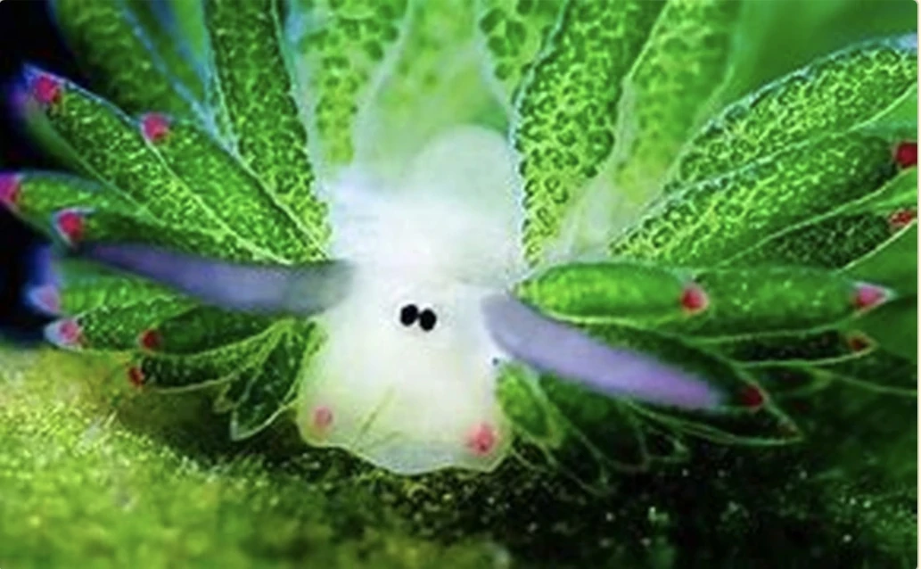 Happy Sea Floof appreciation day! :D | Fandom